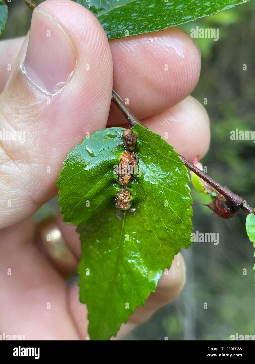 Gall Midges (Cecidomyiinae), Insecta, Pintail Ln, Natchez, MS, US, Gall ...