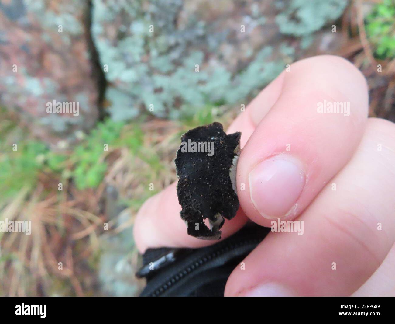 Frosted Rock Tripe (Umbilicaria americana), Fungi, Jefferson County, CO ...