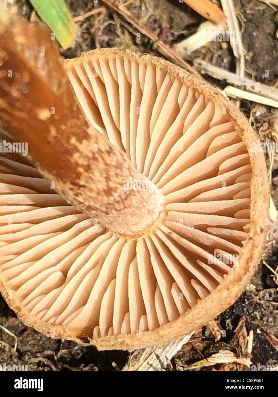 Fibercaps and Allies (Inocybaceae), Fungi, Nira Rock, Boston, MA, US, 1 ...