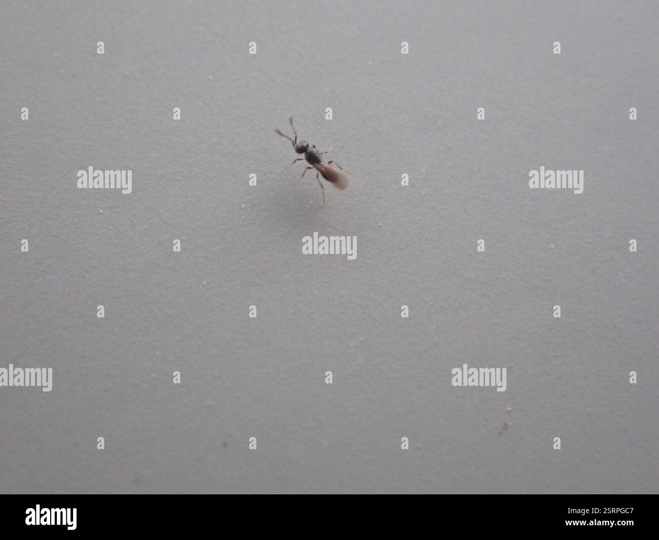 (Scelionidae), Insecta, Val Marie No. 17, SK S0N, Canada Stock Photo ...