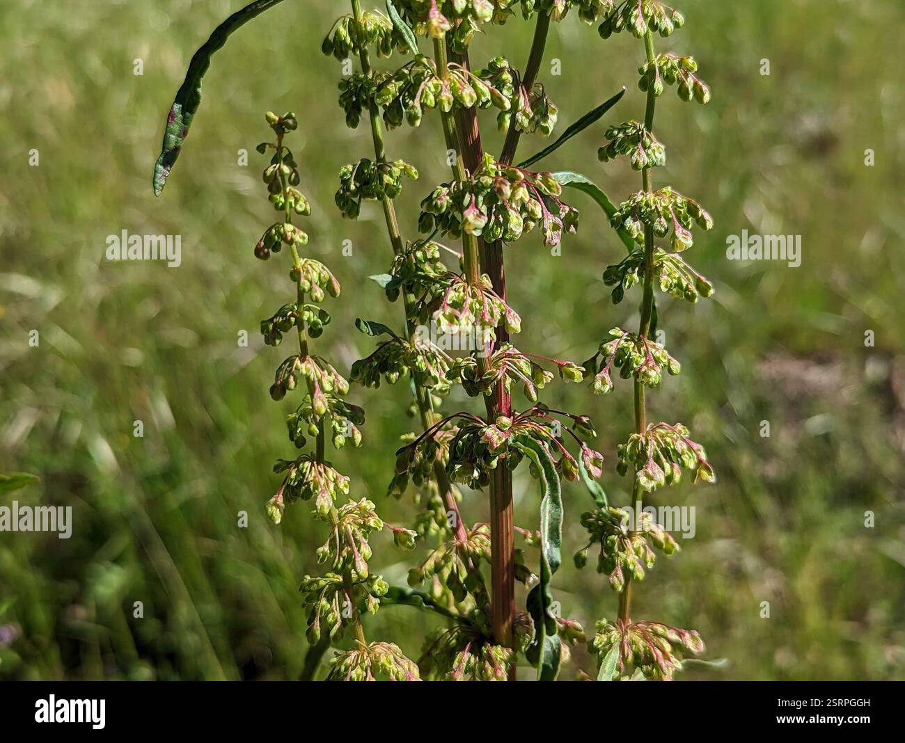 docks and sorrels (Rumex), Plantae, Joseph D. Grant County Park, Santa ...