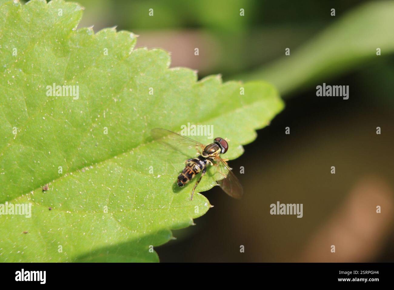 Eastern Calligrapher (Toxomerus geminatus), Insecta, Medway, London, ON ...