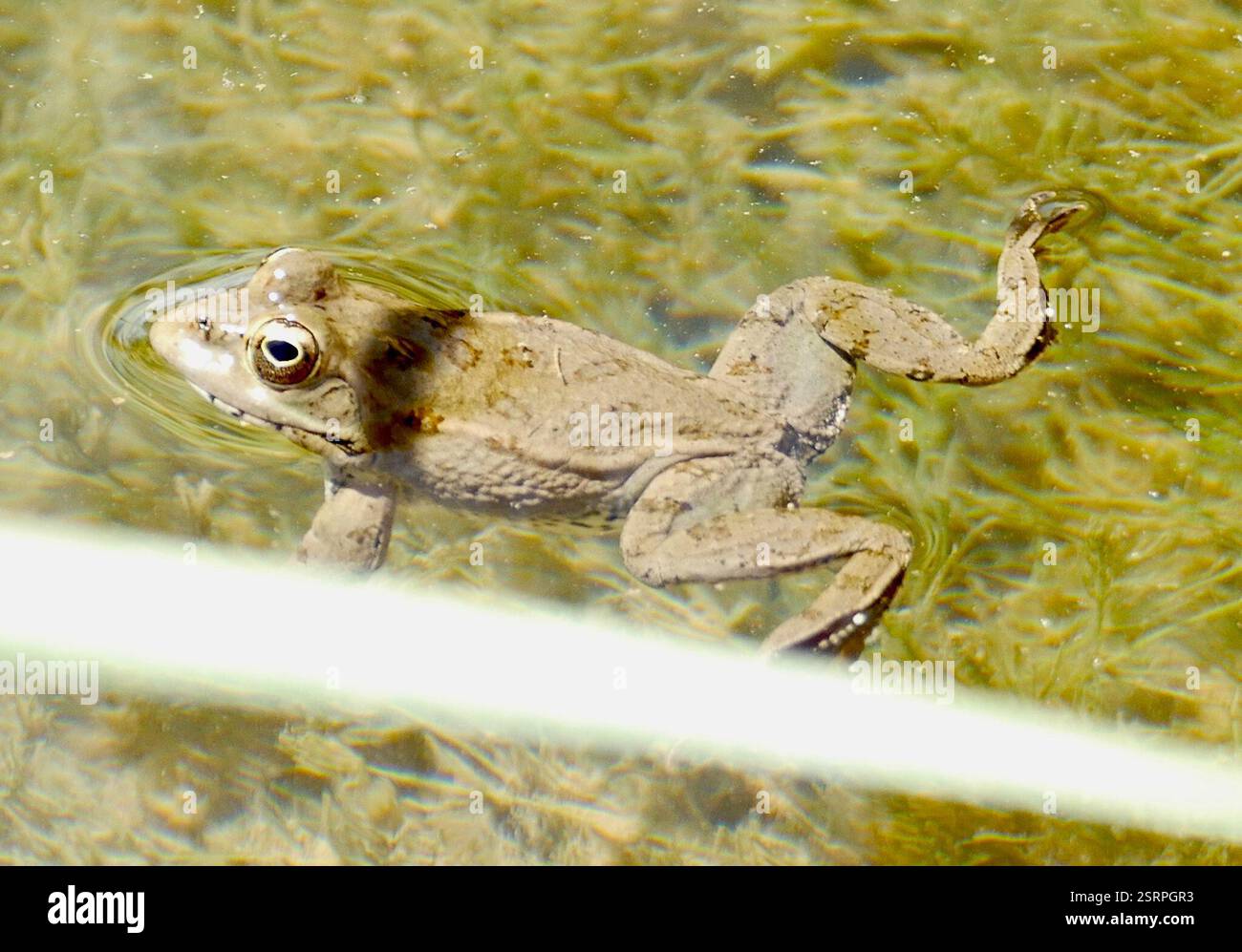 Sahara Frog (Pelophylax saharicus), Amphibia, RP1522, M'Hamid El ...