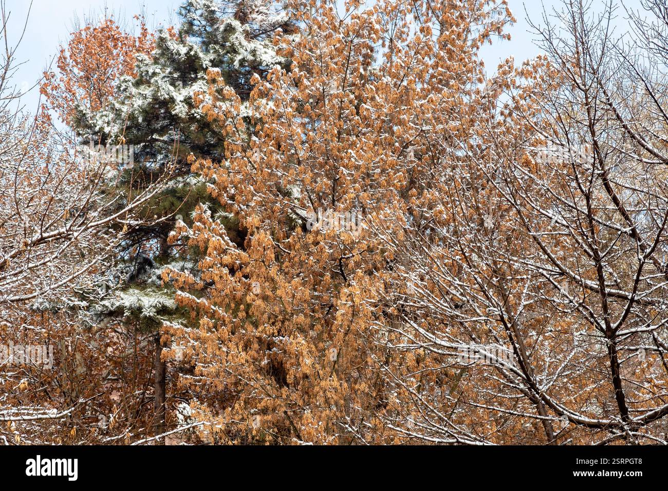 colorful snowy trees in town park in Kentron district of Yerevan city ...