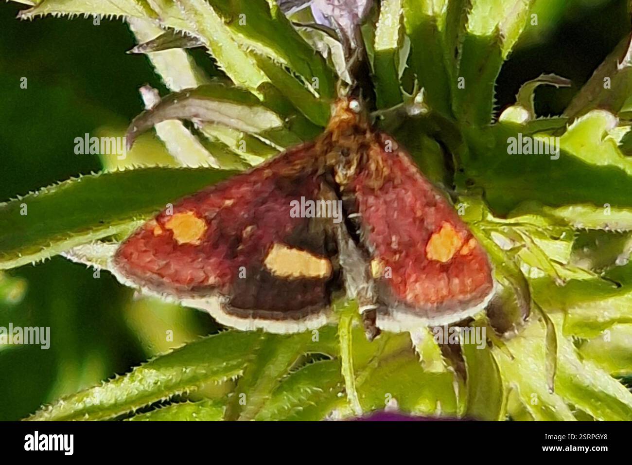 Pyrausta aurata uk hi-res stock photography and images - Alamy