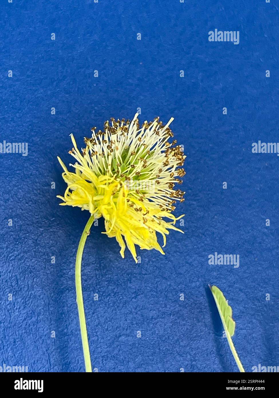 Tropical puff (Neptunia pubescens), Plantae, Wakulla County, FL, USA ...