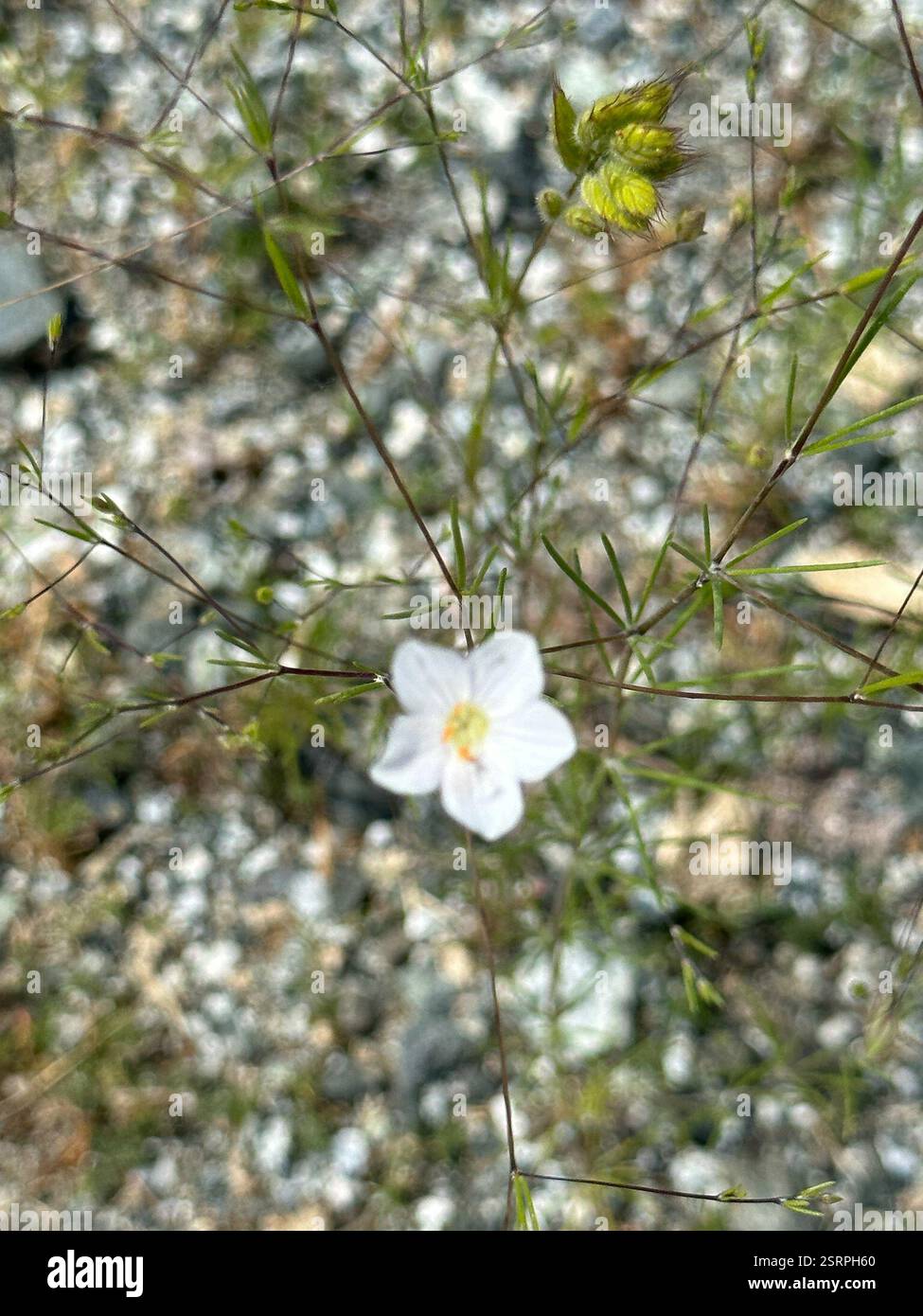 Flax-flowered Linanthus (Leptosiphon liniflorus), Plantae, Calero ...