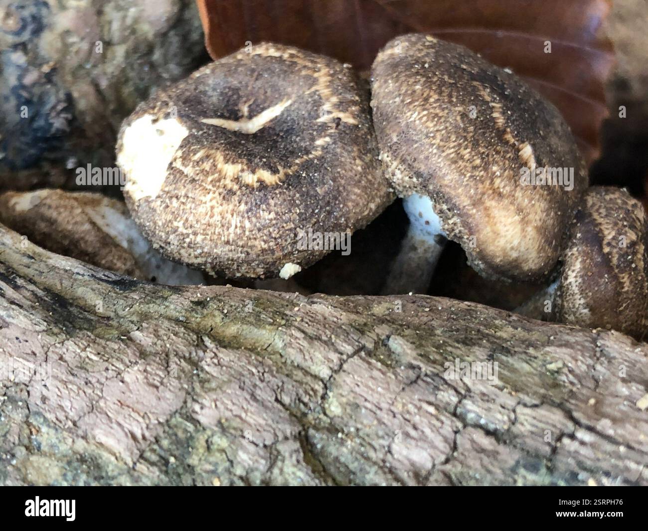 Higher Basidiomycetes (Agaricomycotina), Fungi, Fort Foote Park ...