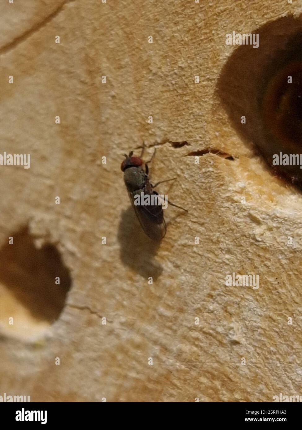 Houdini Fly (Cacoxenus indagator), Insecta, Otley, UK Stock Photo - Alamy