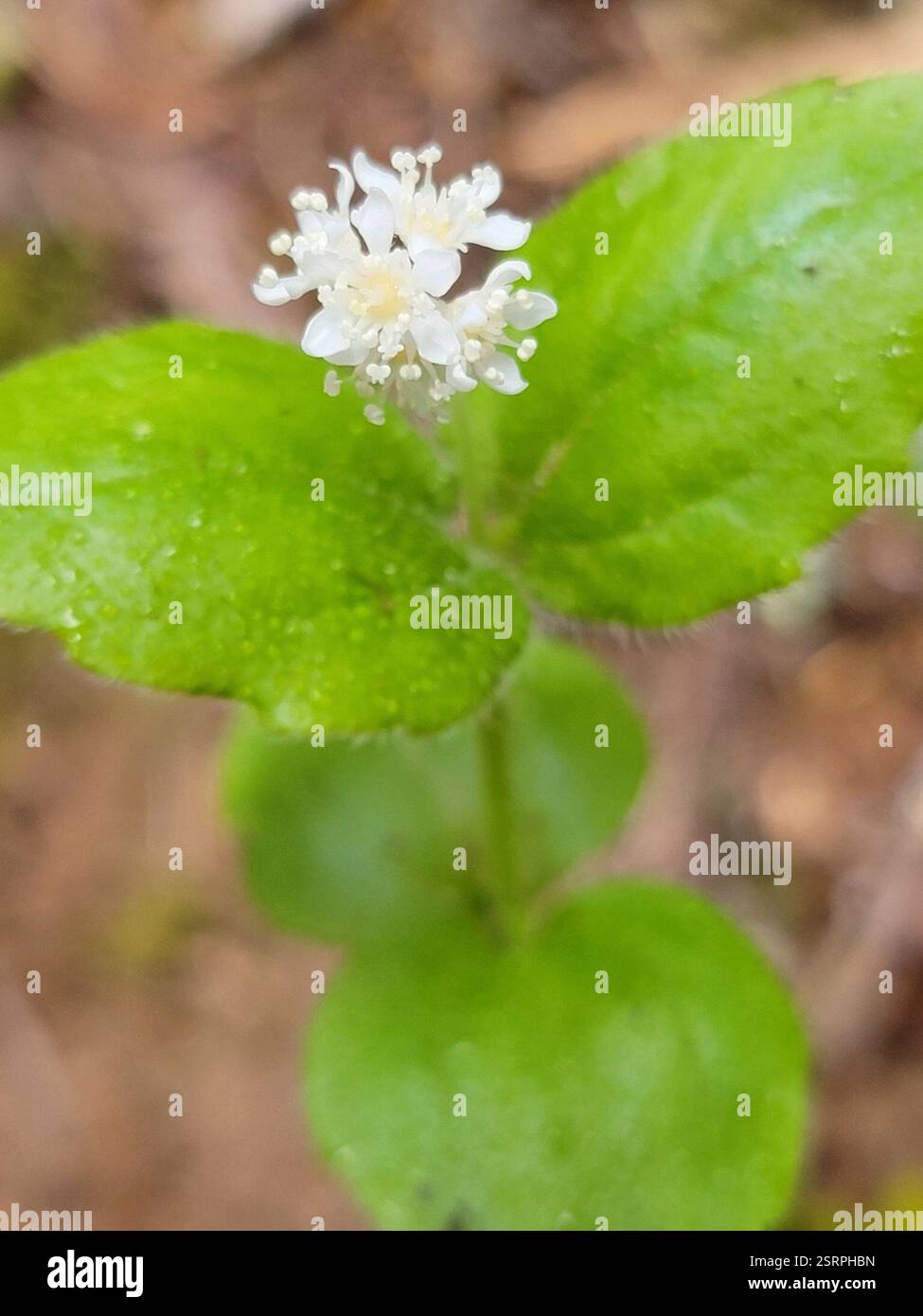 modesty (Whipplea modesta), Plantae, Russian Gulch State Park ...