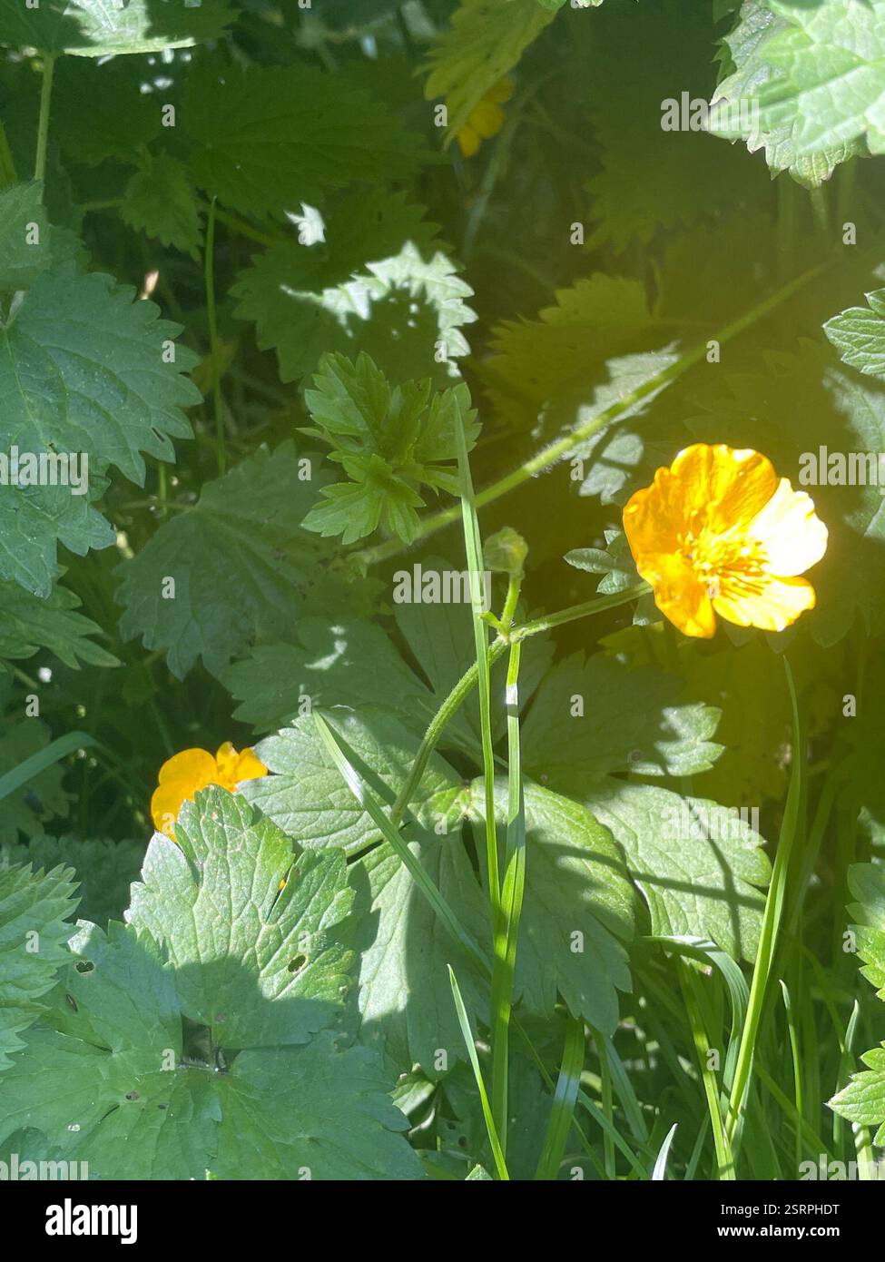 buttercups (Ranunculus), Plantae, Byron's Pool Local Nature Reserve ...