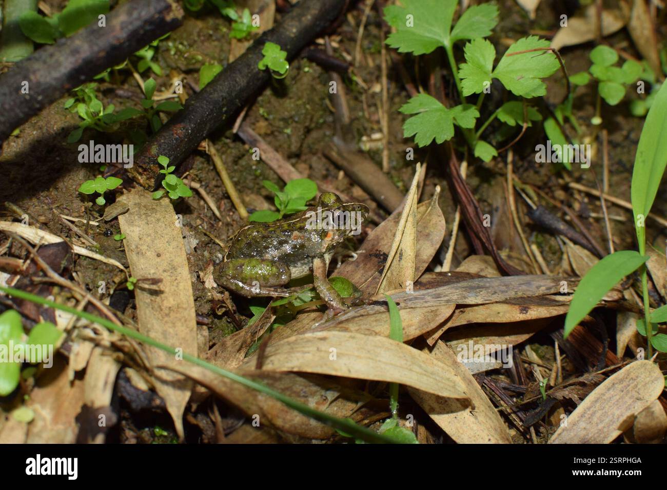Hong Kong Rice-paddy Frog (Fejervarya multistriata), Amphibia ...