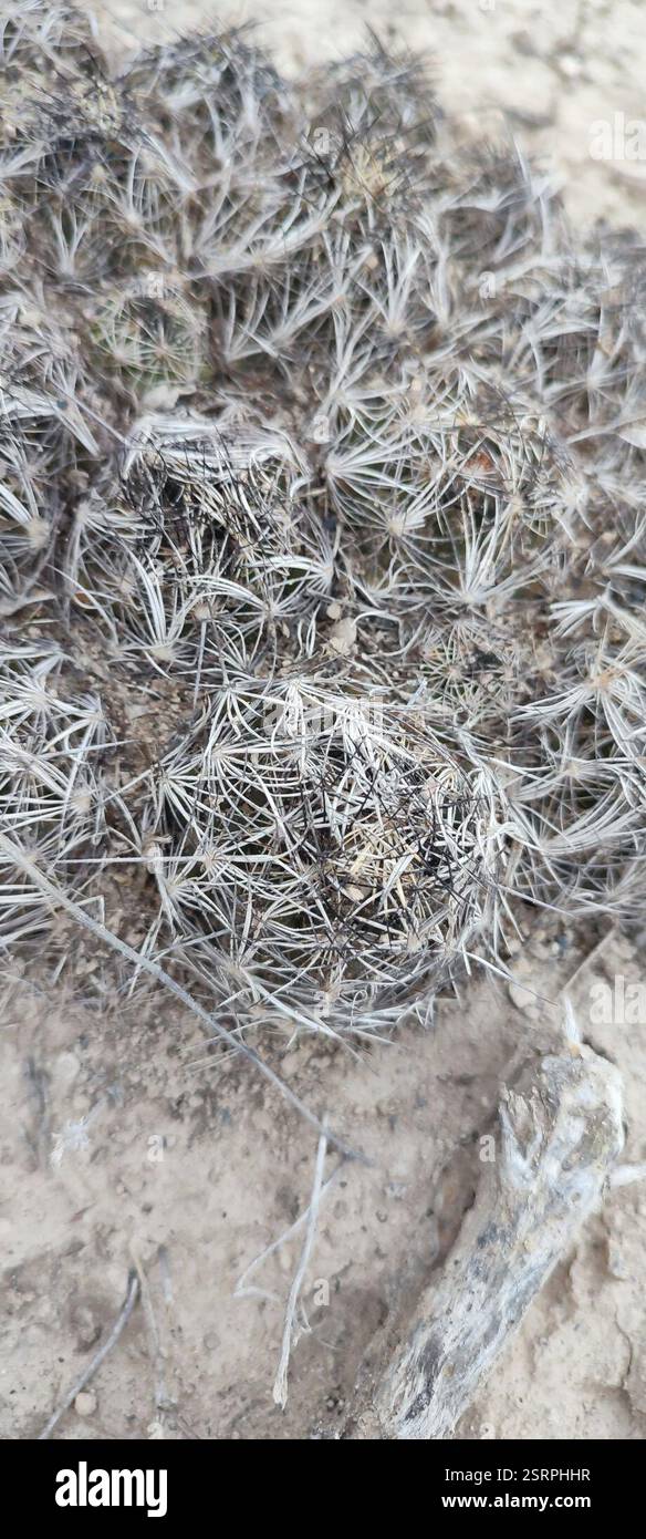 Coryphantha neglecta hi-res stock photography and images - Alamy