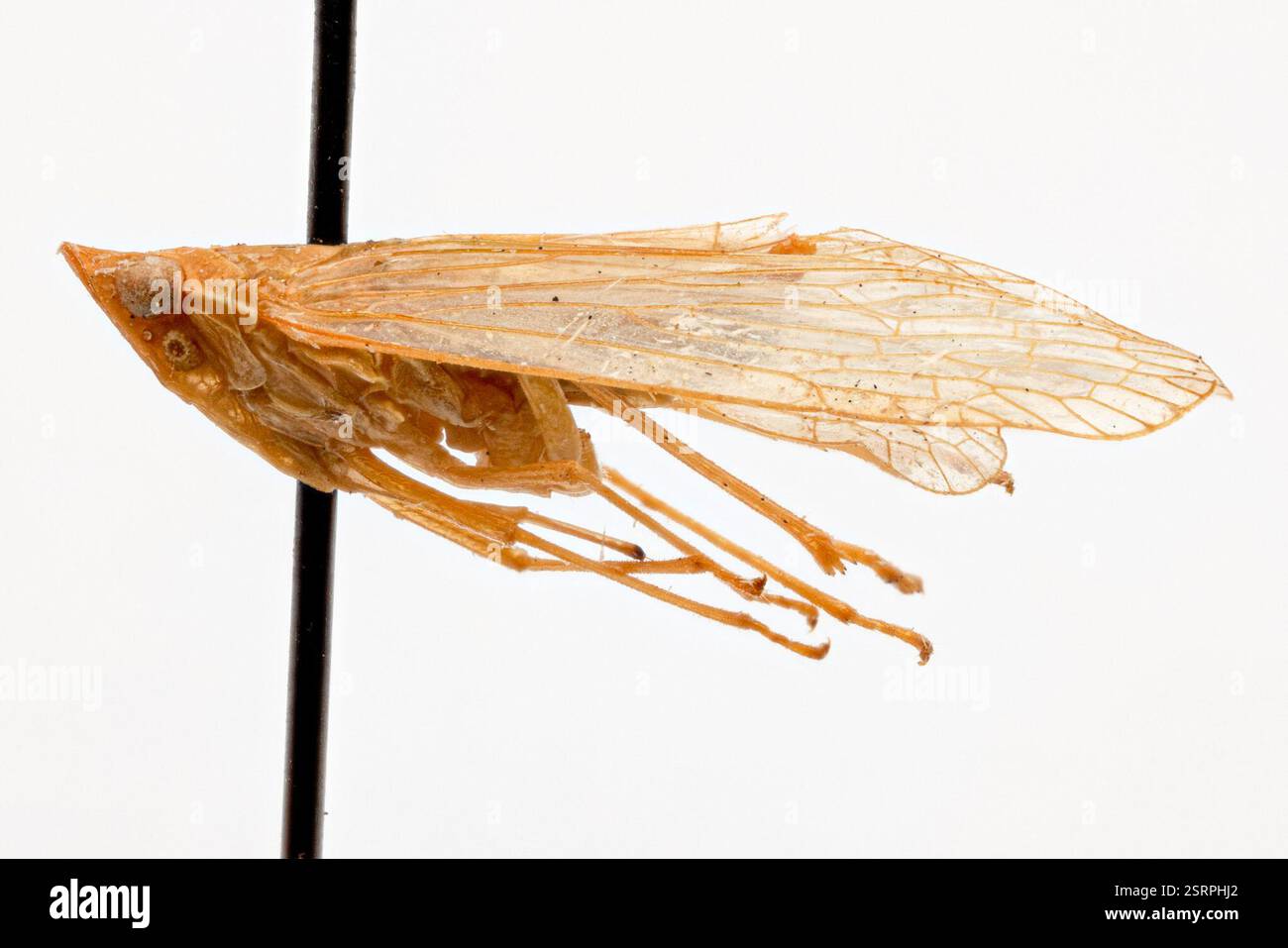 (Trimedia viridata), Insecta, Isla Ratón, Samariapo, Autónomo Autana ...