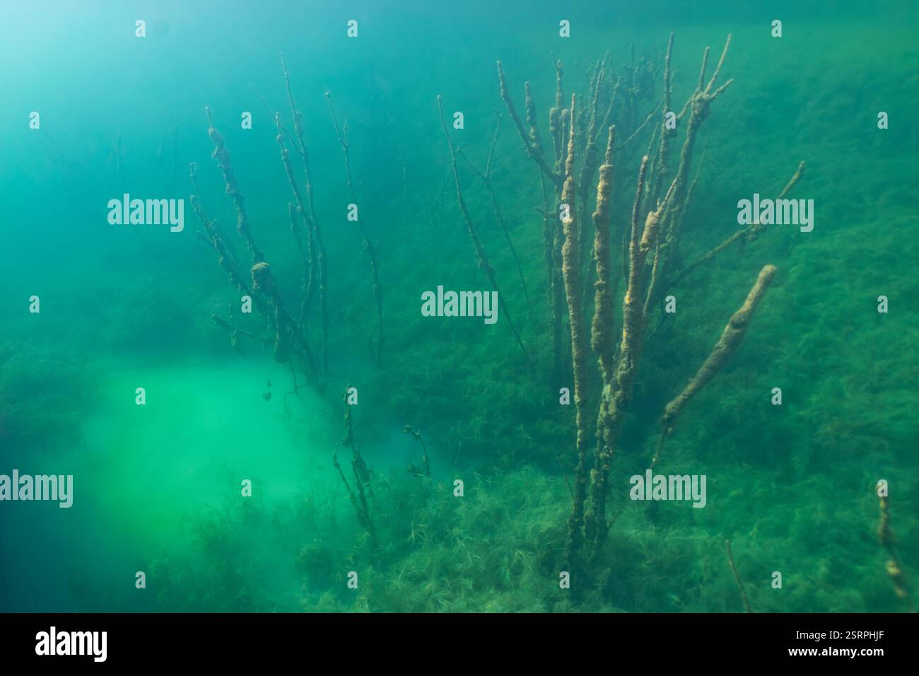 Skeletal trees in the water hi-res stock photography and images - Alamy