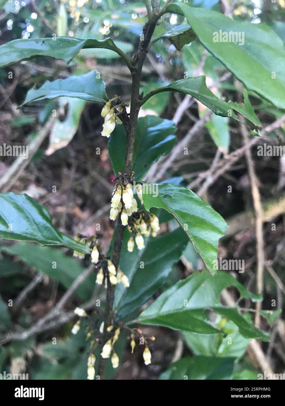 Japanese Maesa (Maesa japonica), Plantae, Shimokoshikicho Nagahama ...