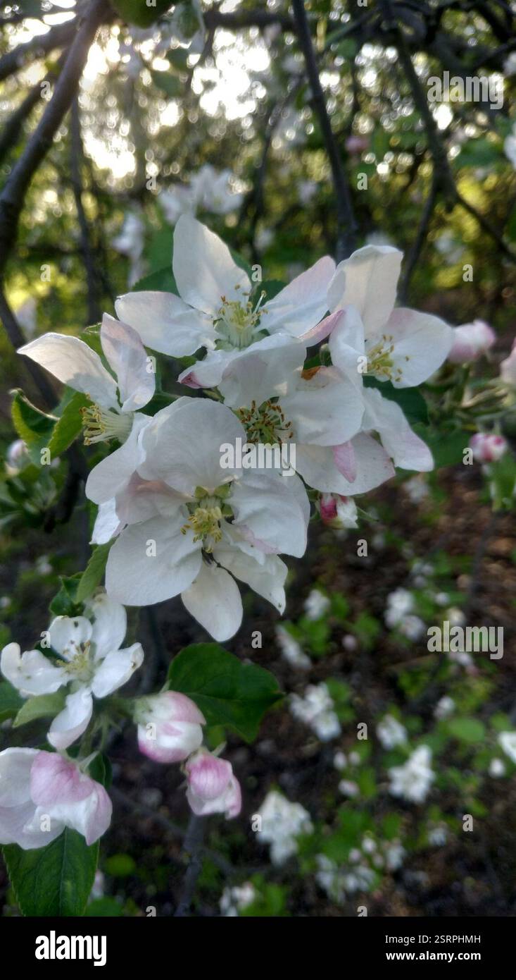 European Wild Apple (Malus sylvestris), Plantae, АТБ, Запоріжжя ...