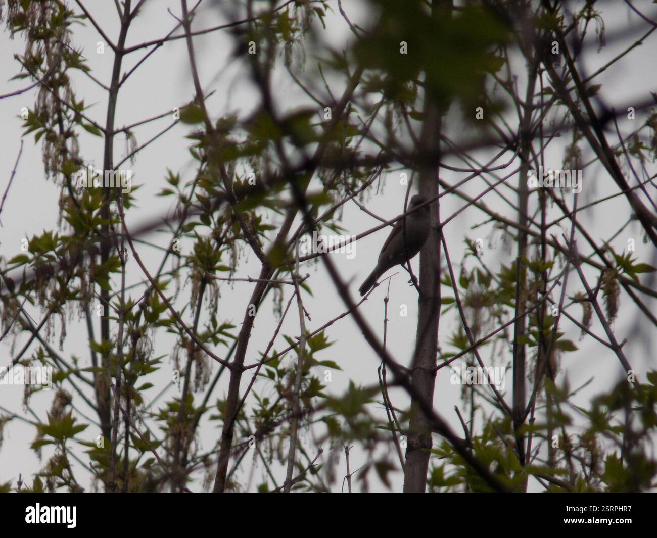 Lesser Whitethroat (Curruca curruca), Aves, Междуреченск, Кемеровская ...
