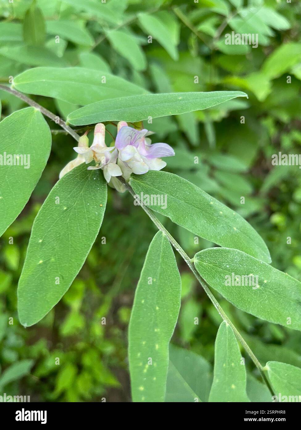 Lathyrus venosus hi-res stock photography and images - Alamy