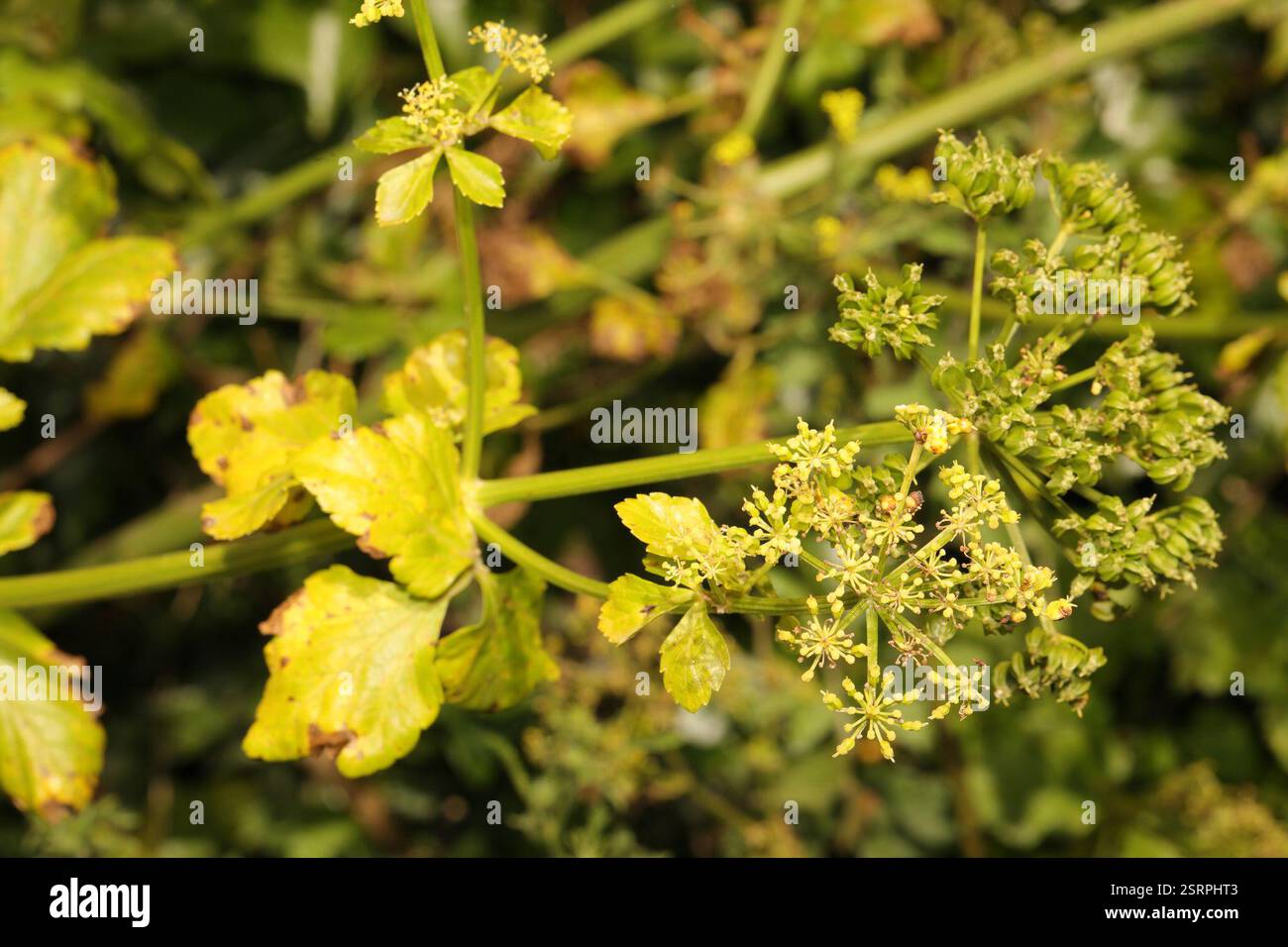 Alexanders (Smyrnium olusatrum), Plantae, Penrhos Beach area, Penrhos ...