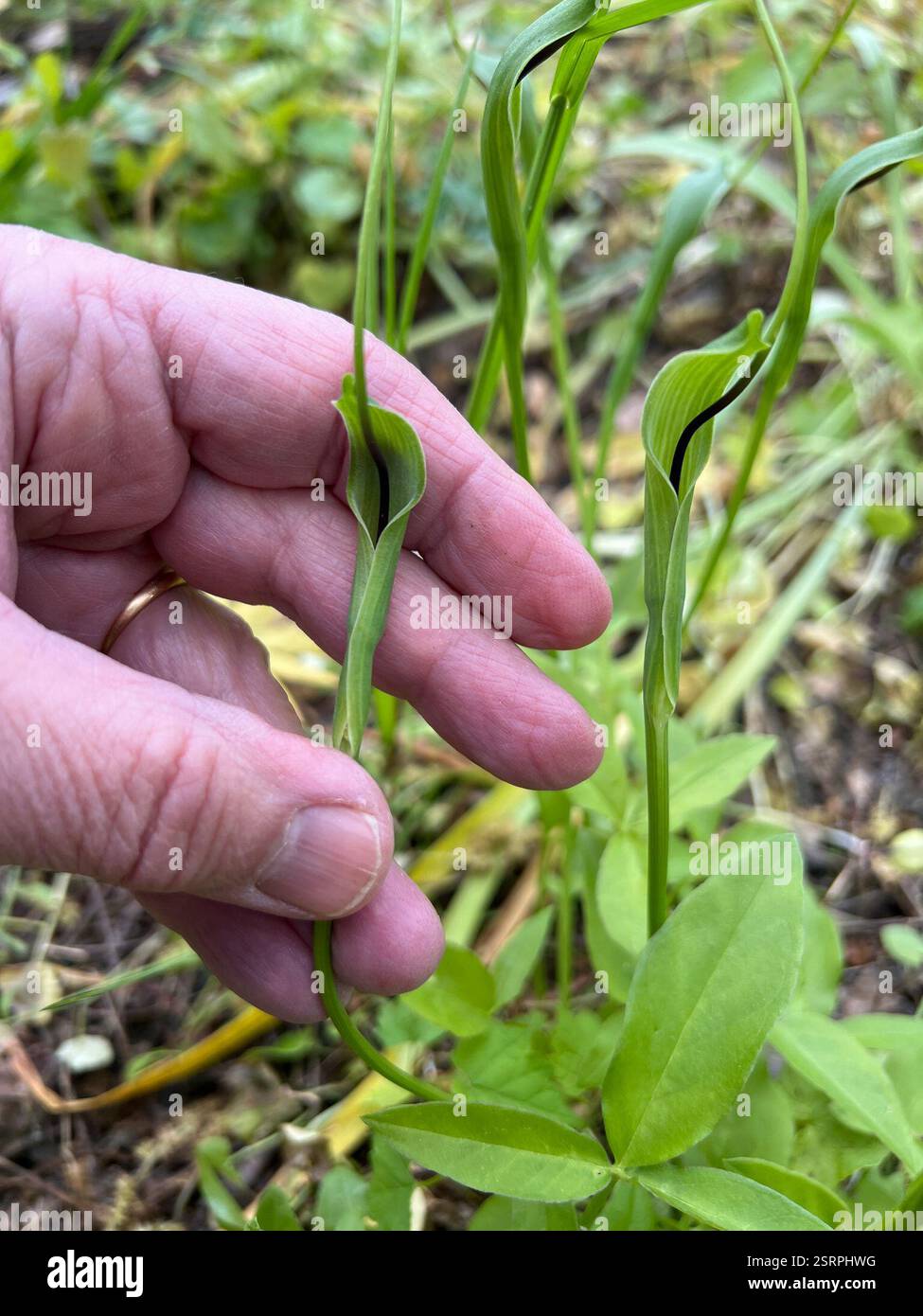 Crowdipper (Pinellia ternata), Plantae, Alston Rd, Towson, MD, US Stock ...