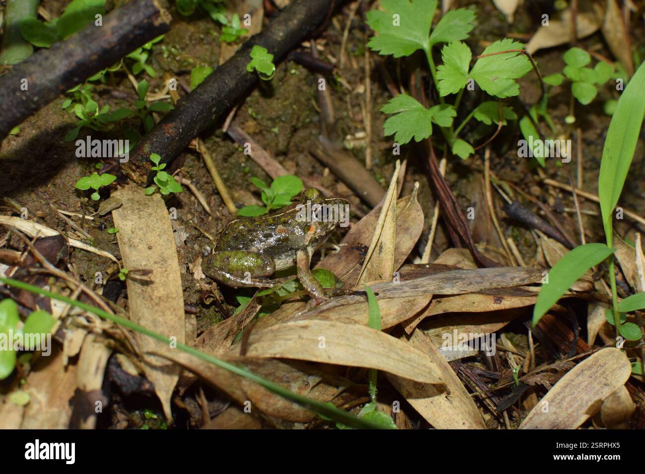 Hong Kong Rice-paddy Frog (Fejervarya multistriata), Amphibia ...