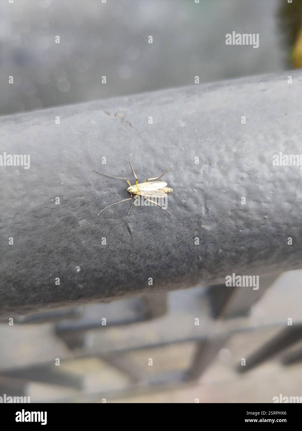 Non-biting Midges (Chironomidae), Insecta, Glasgow, Scotland, GB Stock ...