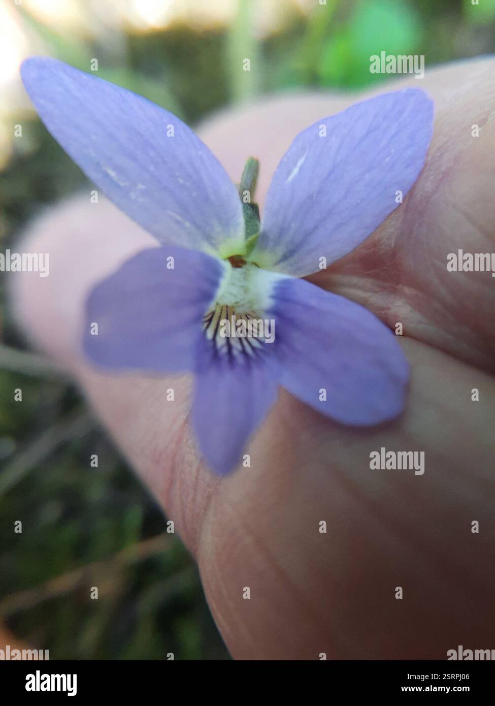 eastern American blue violets (Borealiamericanae), Plantae, West Park ...