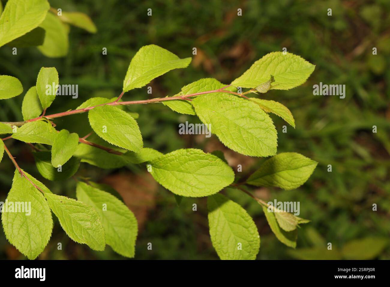 Blackthorn (Prunus spinosa), Plantae, Norton Priory, Tudor Road ...