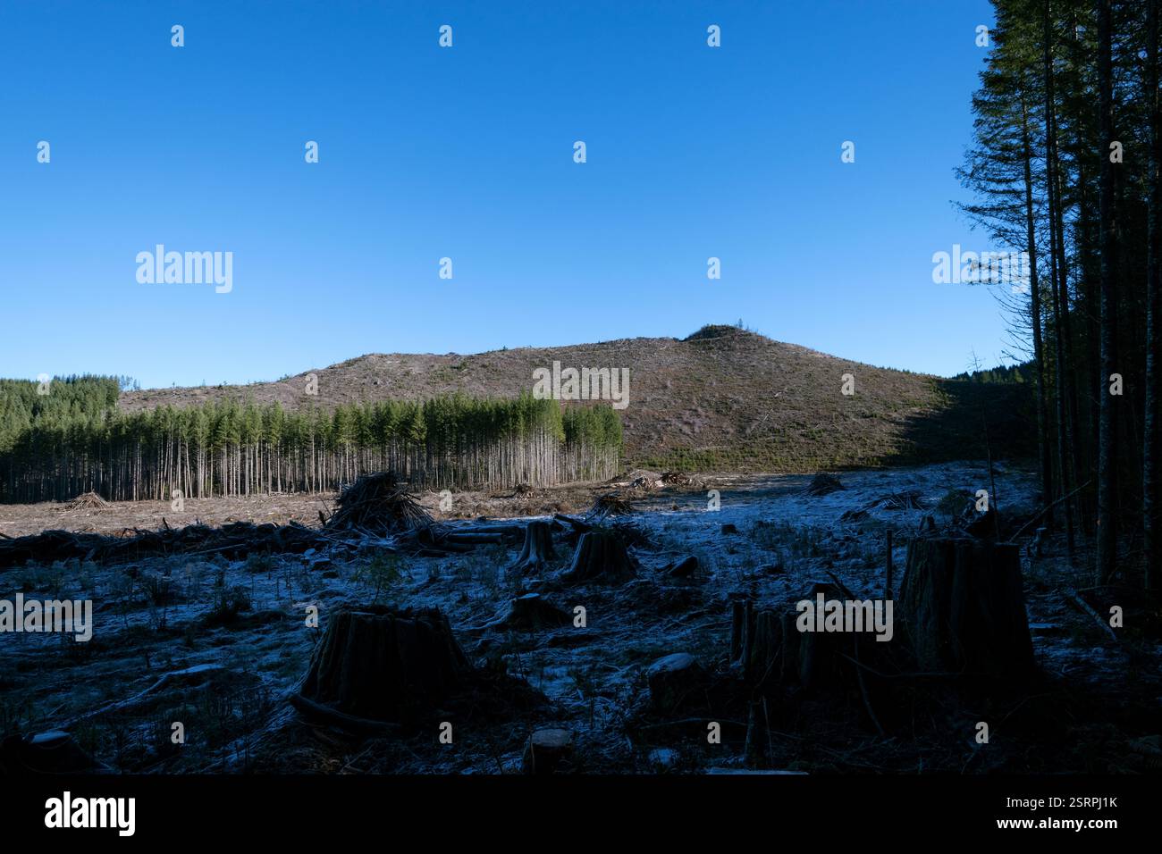 Usa logging hi-res stock photography and images - Alamy