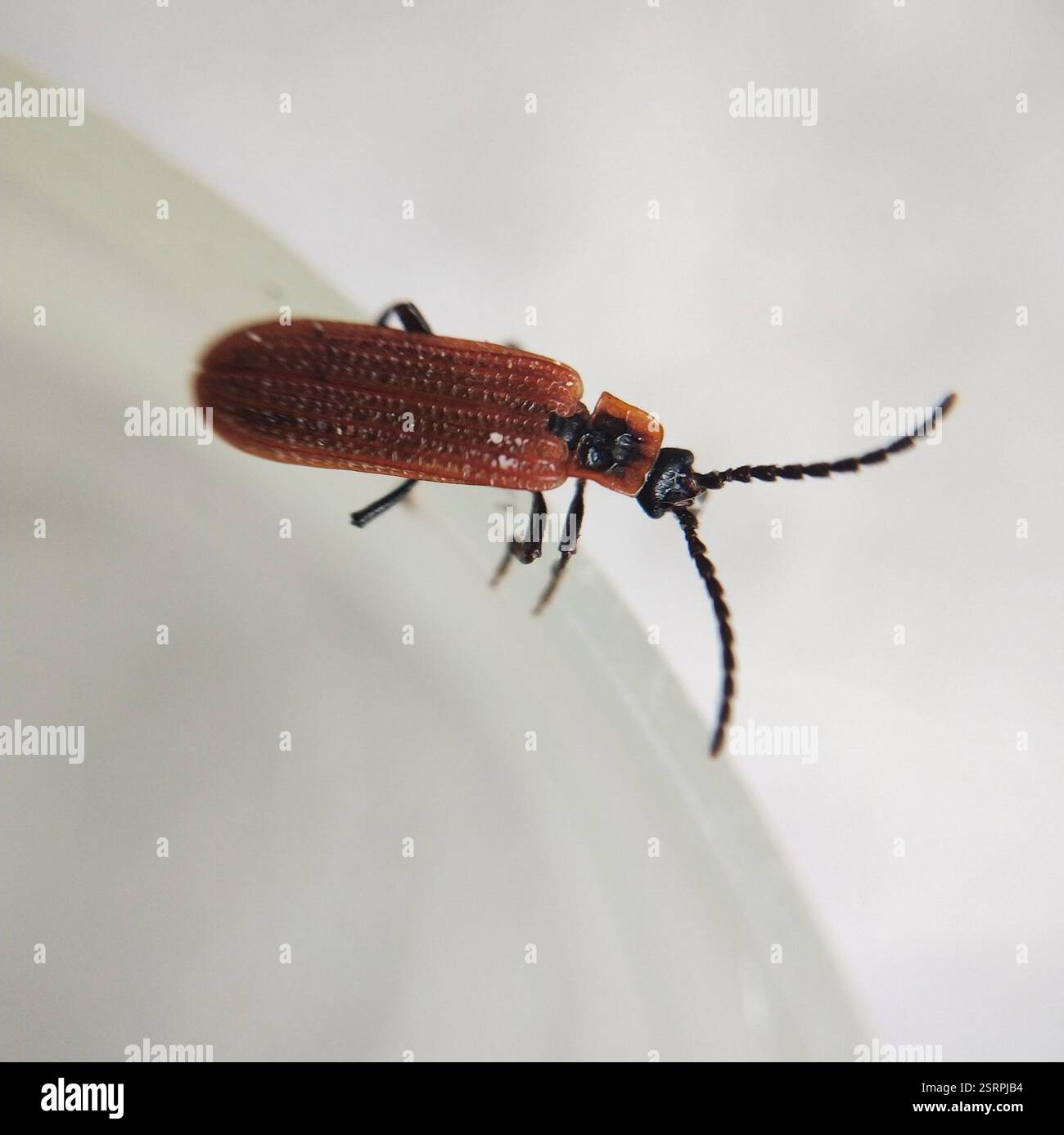 Cosnard's Net-Winged Beetle (Erotides cosnardi), Insecta, Kosanin dol ...