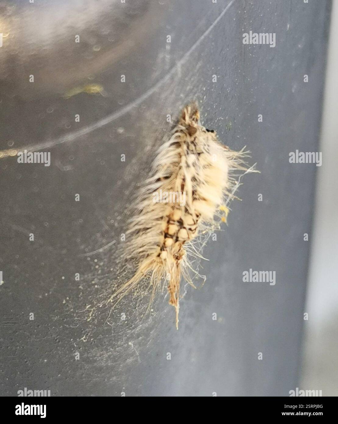 Underwing, Tiger, Tussock, and Allied Moths (Erebidae), Insecta, 31160 Urjala, Suomi Stock Photo ...