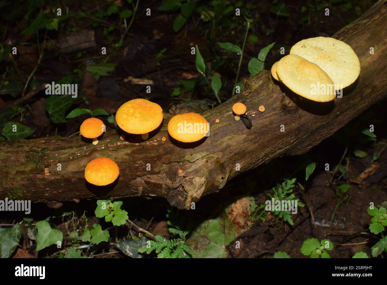 Golden-scruffy Collybia (Cyptotrama asprata), Fungi, 中国江西省上饶市婺源县 Stock ...