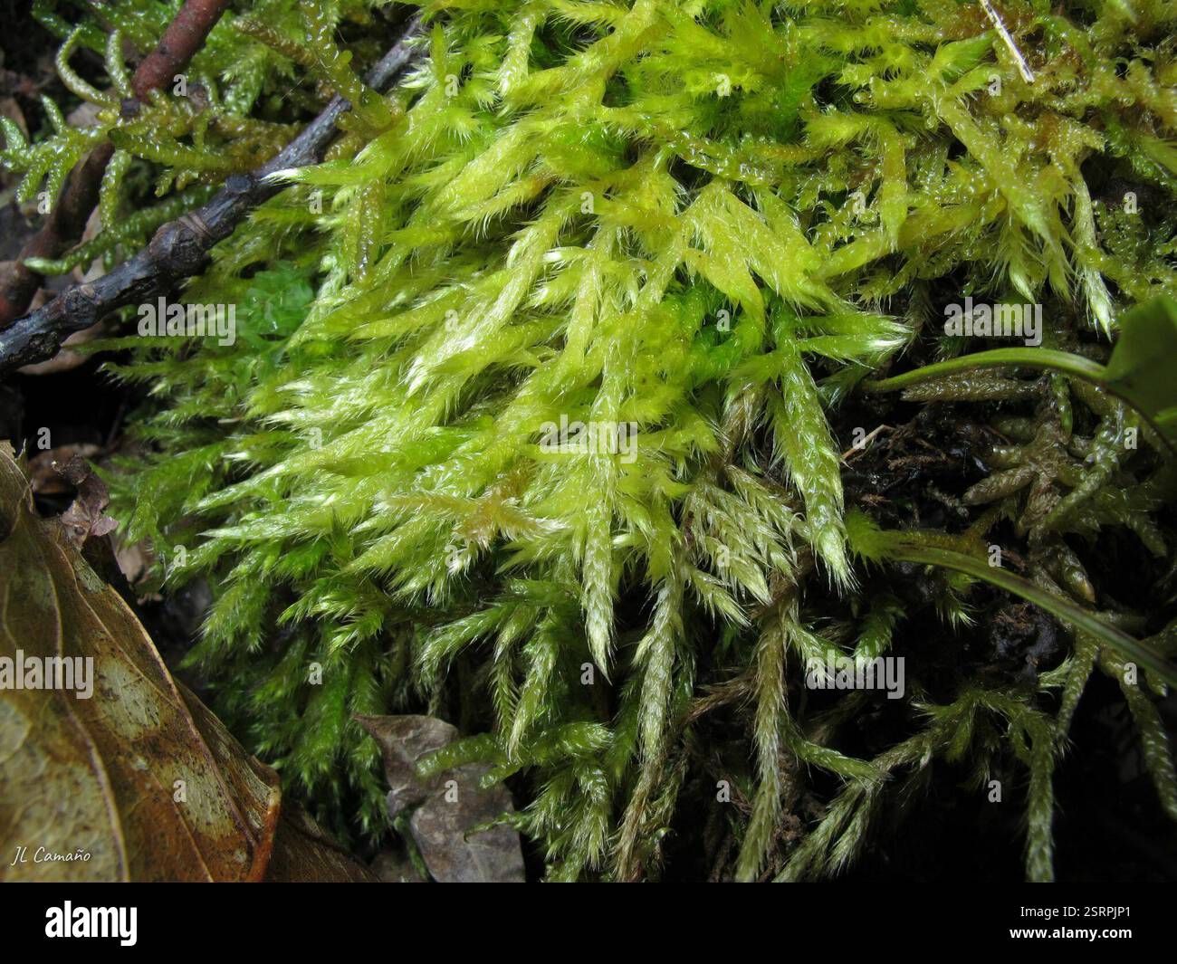 Streaky Feather-moss (Brachythecium glareosum), Plantae, Province of ...