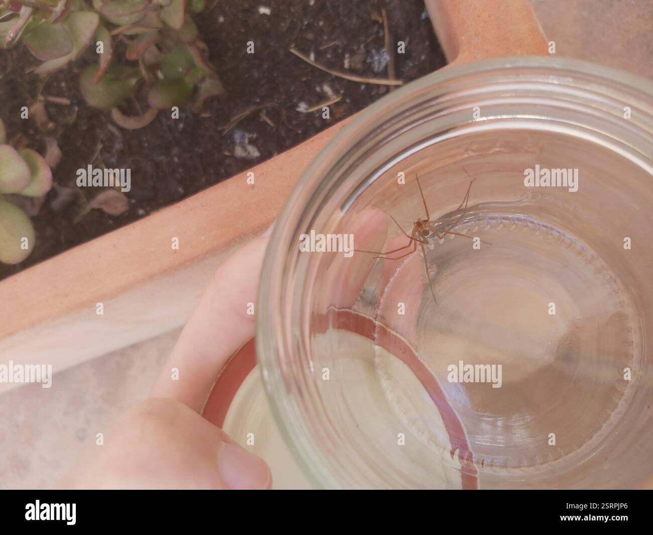 Mediterranean recluse (Loxosceles rufescens), Arachnida, 08810 Sant ...