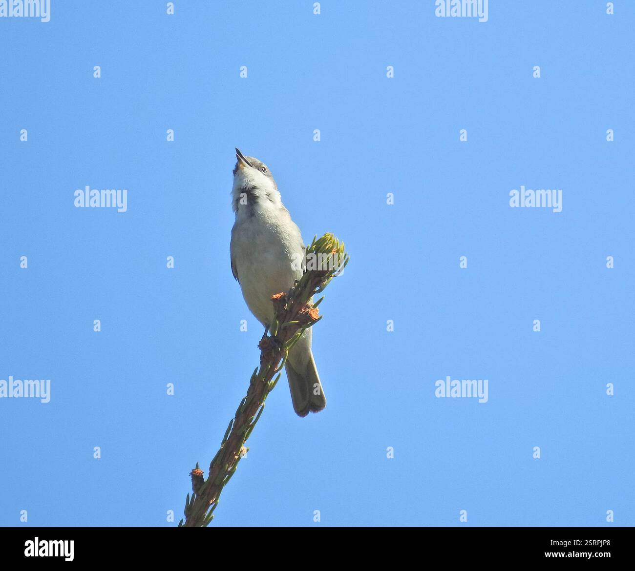 Lesser Whitethroat (Curruca curruca), Aves, Vara, Tartu, Estonia Stock ...