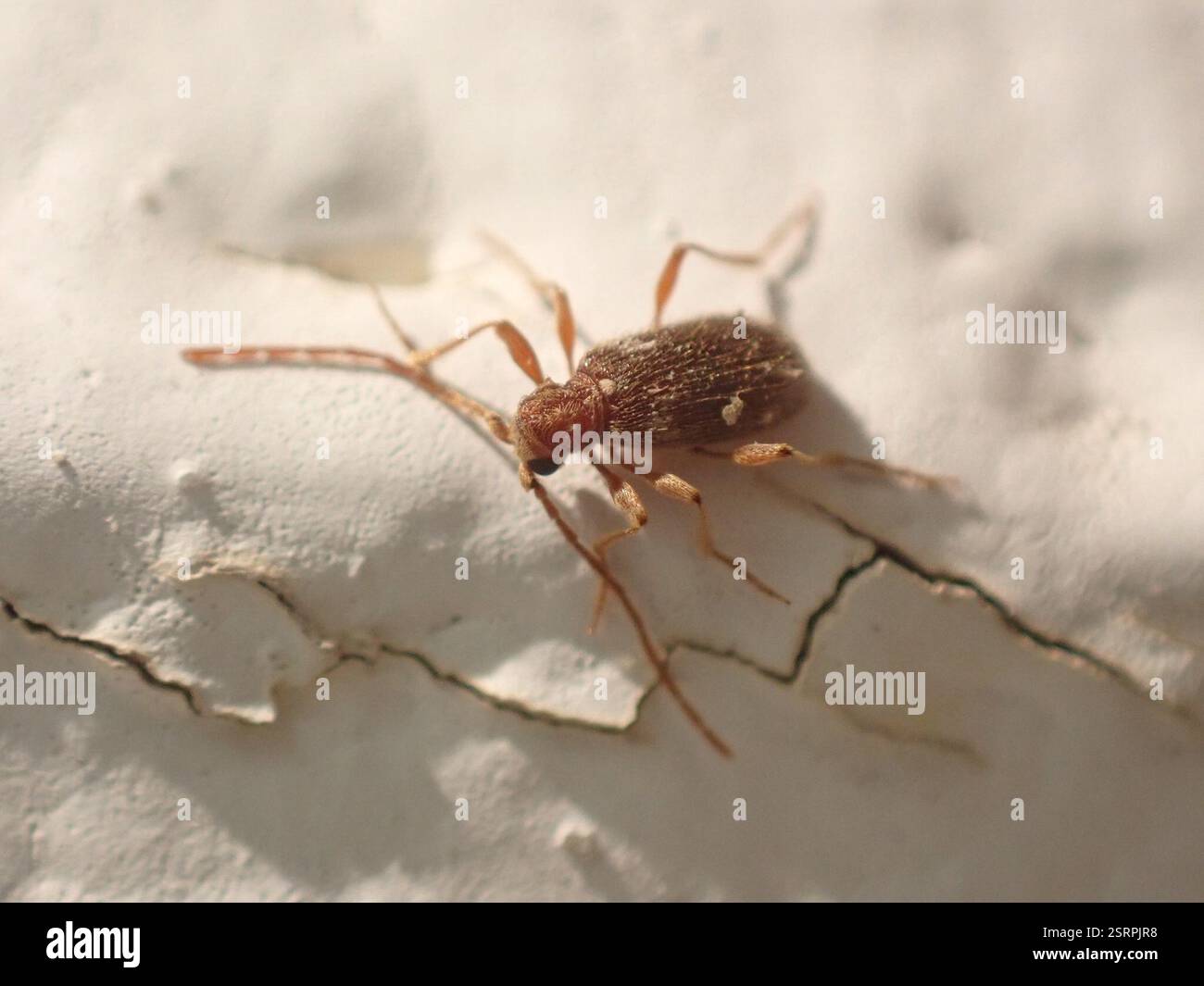 White-marked Spider-beetle (Ptinus fur), Insecta, Val Marie, SK S0N 2T0 ...