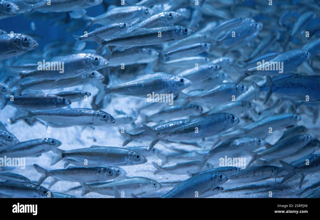 European sprat (Sprattus sprattus), also known as brisling, brisling ...