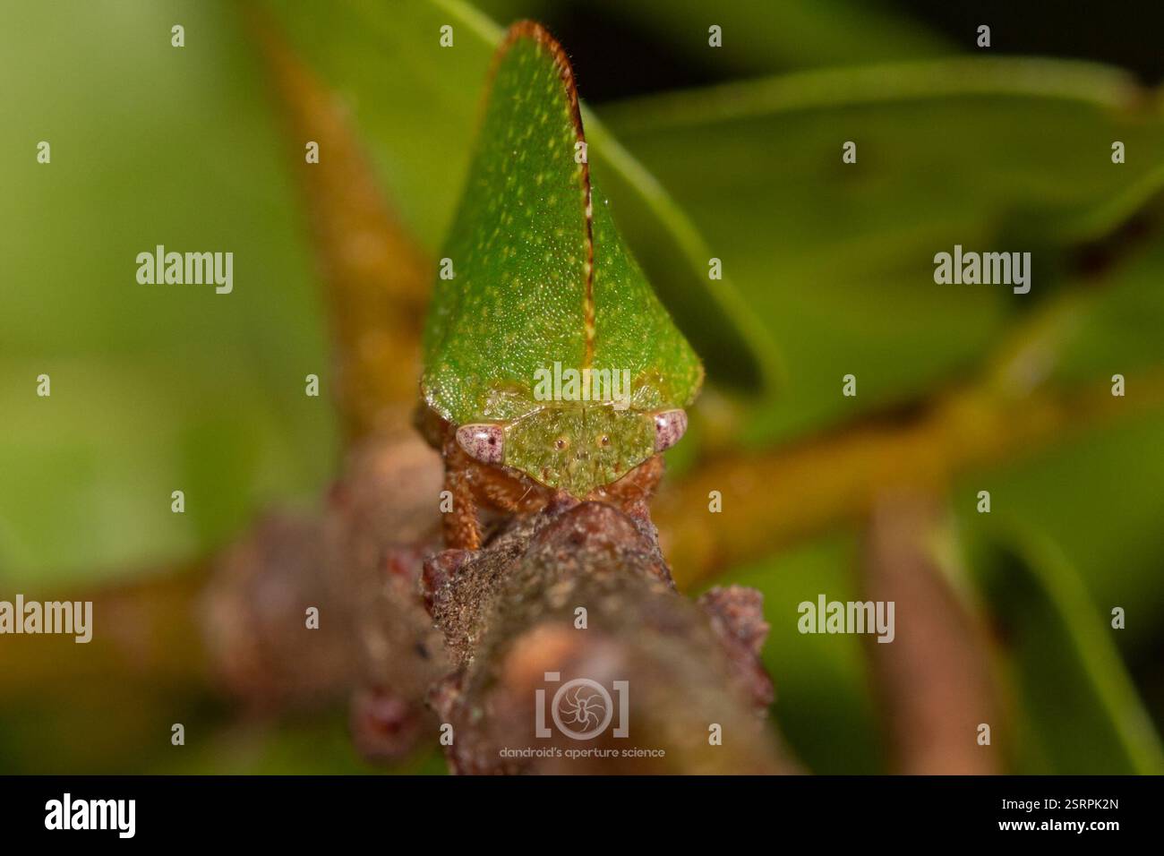 (Archasia auriculata), Insecta, Black Creek Ravines Conservation Area ...