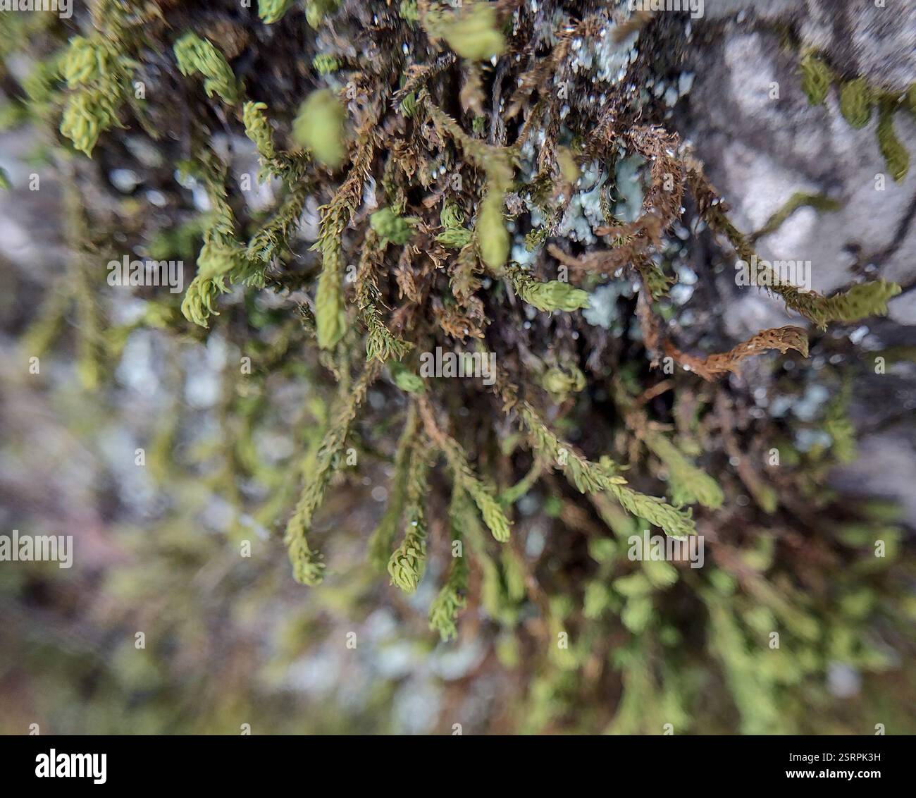 Rambling Tail-moss (Anomodon viticulosus), Plantae, Powiat krakowski ...