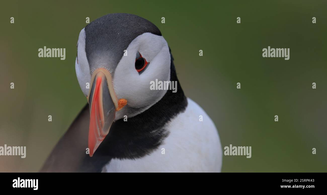 Atlantic puffin (Fratercula arctica), on the rock on the island of ...