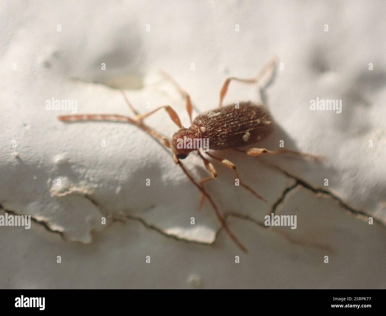 White-marked Spider-beetle (Ptinus fur), Insecta, Val Marie, SK S0N 2T0 ...