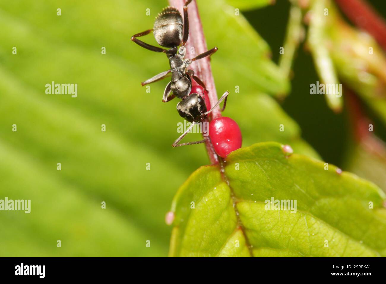 (Formica fusca), Insecta, Darmstadt, Deutschland, on Prunus avium ...