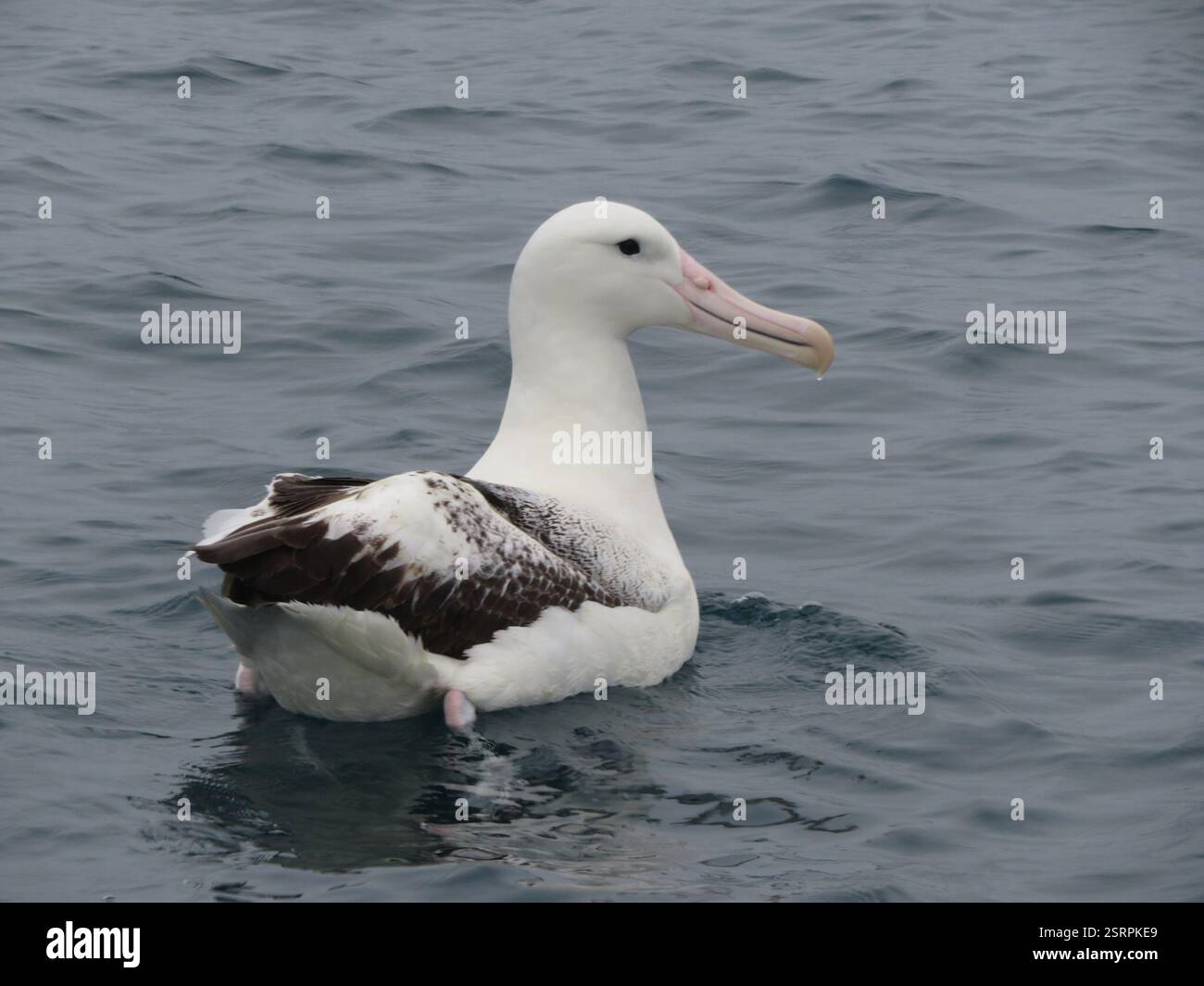 Southern Royal Albatross (Diomedea epomophora), Aves, Kaikōura Stock ...