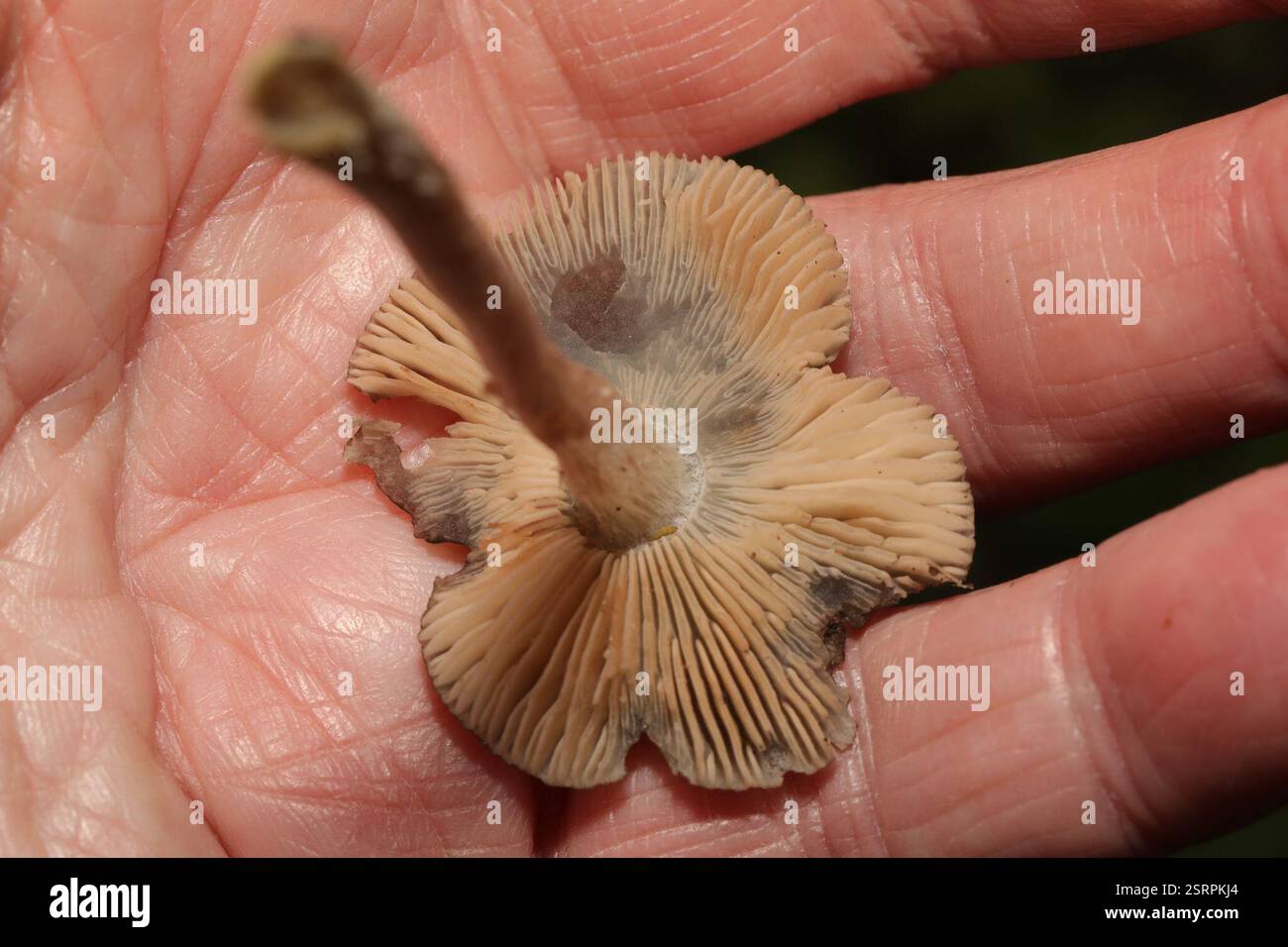 (Celluloderma), Fungi, Norton Priory, Tudor Road, Runcorn, Halton ...