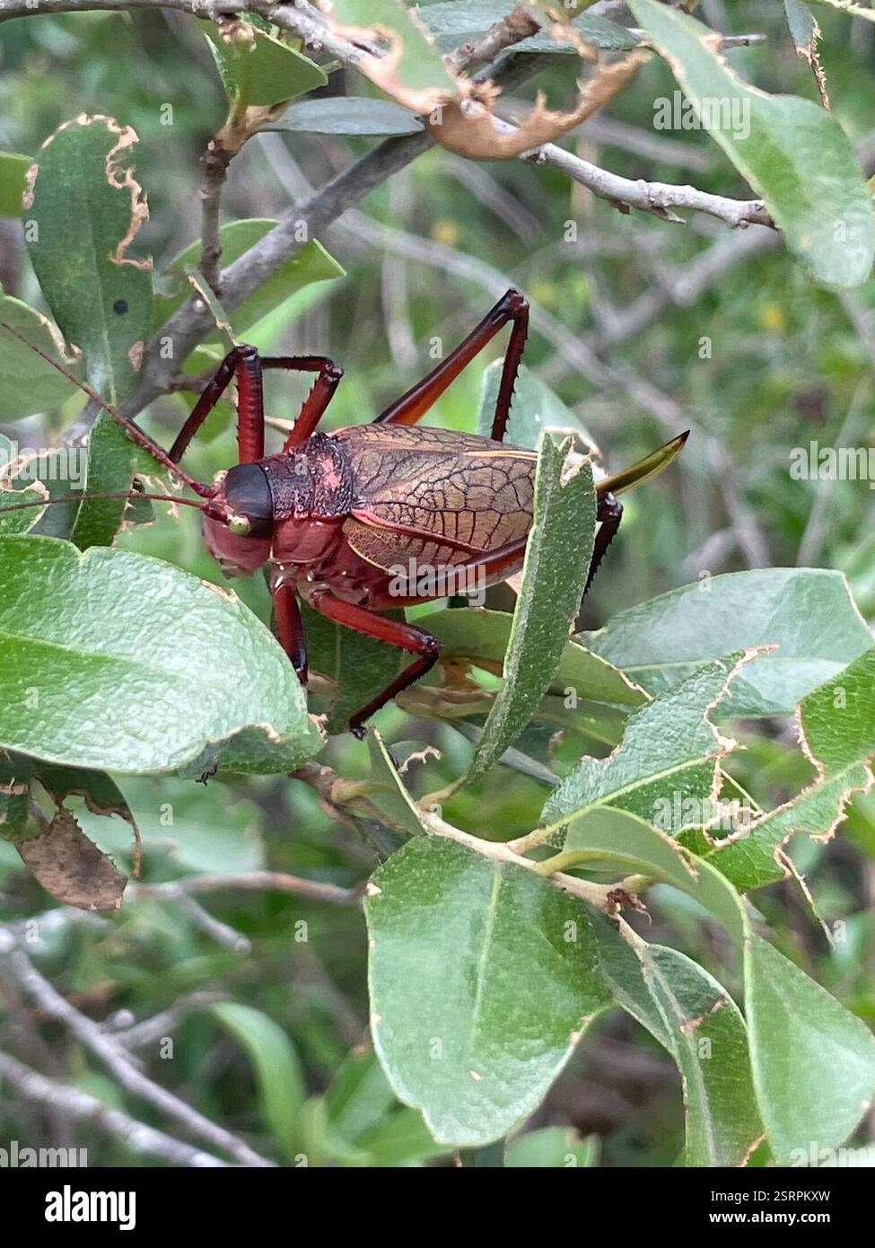 Central Texas Leaf-Katydid (Paracyrtophyllus robustus), Insecta ...