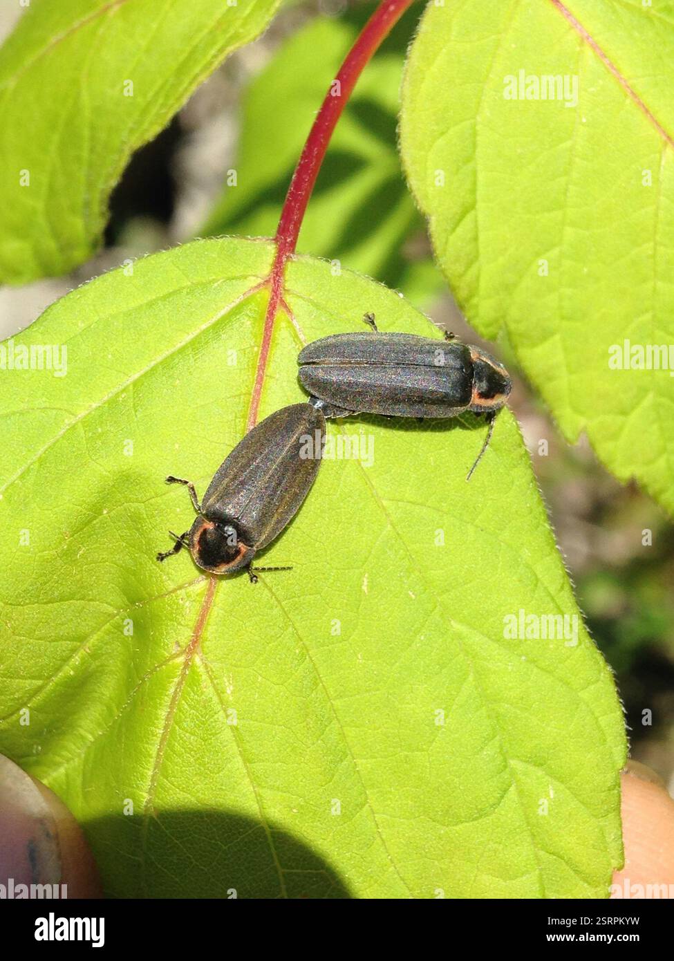 Diurnal Fireflies (Ellychnia), Insecta, Wellington County, ON, Canada ...