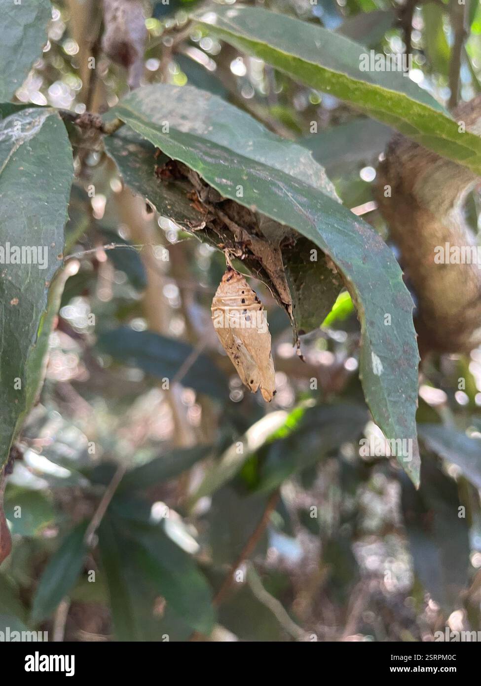 Regent Skipper (Euschemon rafflesia), Insecta, Mount Cotton, QLD, AU ...