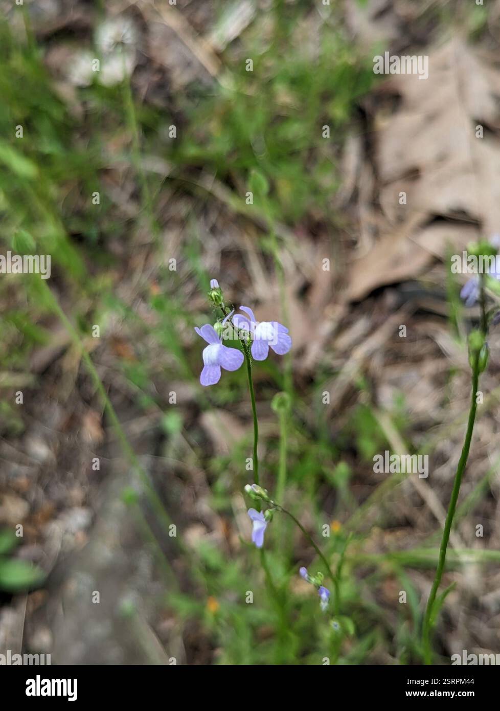blue toadflax (Nuttallanthus canadensis), Plantae, Woodland Park, NJ ...