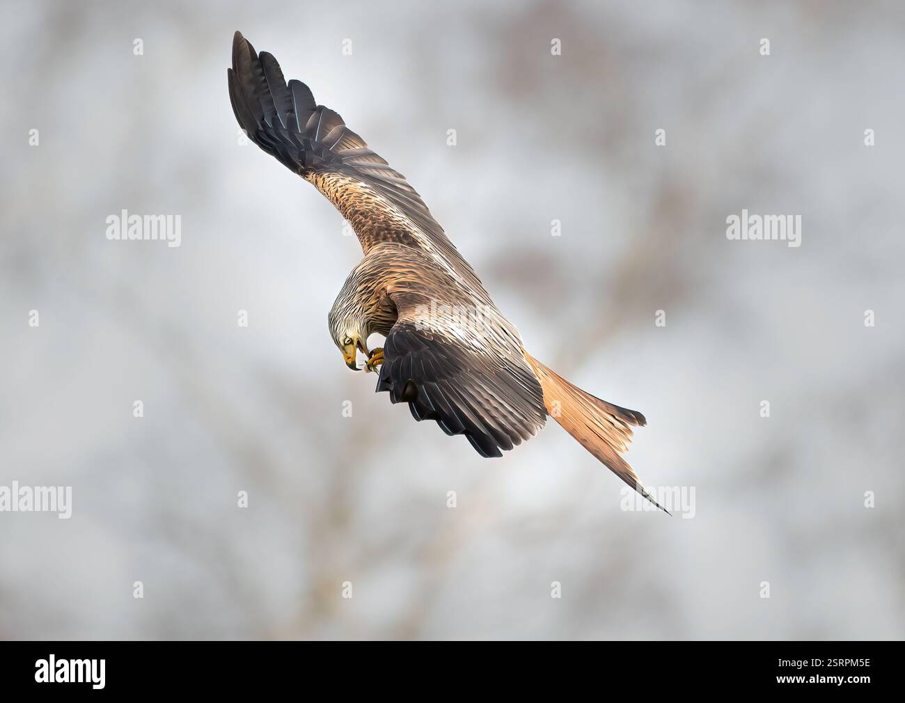 Red Kite In flighty Easting Prey Stock Photo - Alamy